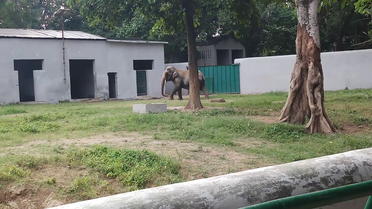 Elephant in Patna Zoo, Bihar - YouTube