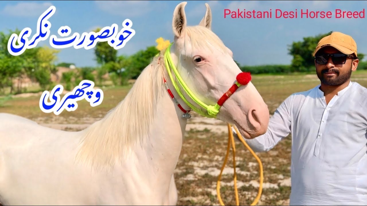 👉 Top Quality Desi Nukri Bacheri For Sale | Pakistani Breeder Animals ...