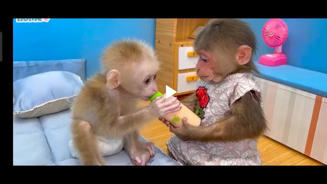 Kiki monkey 🙉 baby cartoon #money - YouTube