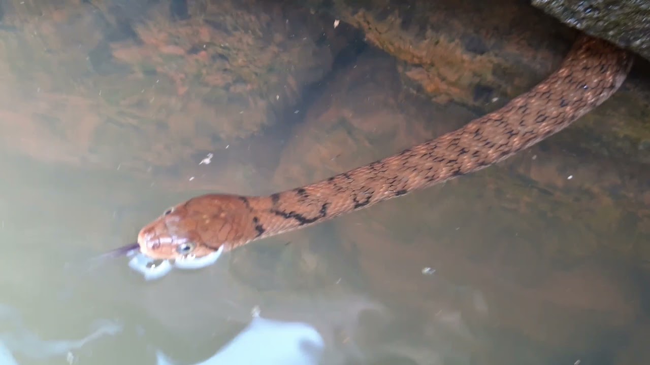 A Huge Sized Fresh Water Snake | You Wouldn't believe the Size (2021 ...