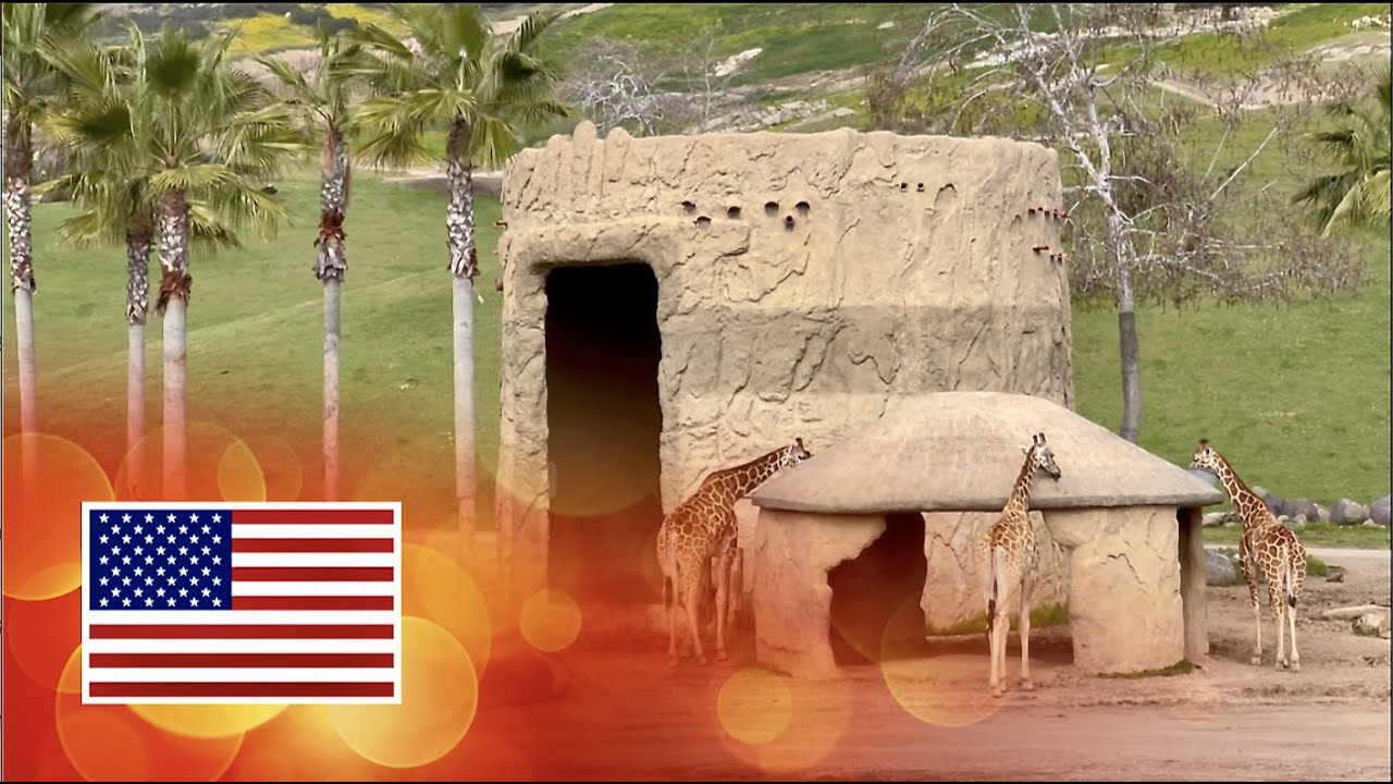 🇺🇸Journey through the African Plains: Exploring San Diego's Wildlife ...