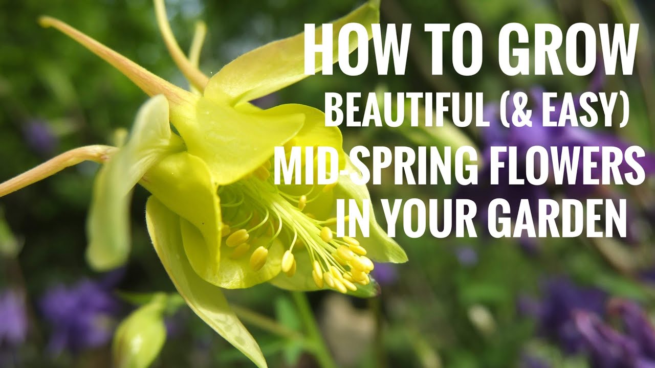 How to grow beautiful (& easy) Mid-Spring flowers in your garden - YouTube