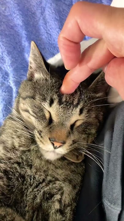 猫2496 Power ポコ🐱 - YouTube