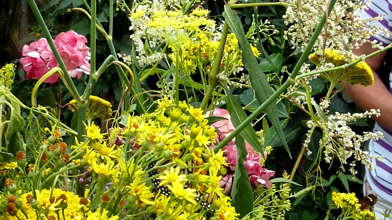 Vlindertuin - Botanische tuin in Utrecht - YouTube