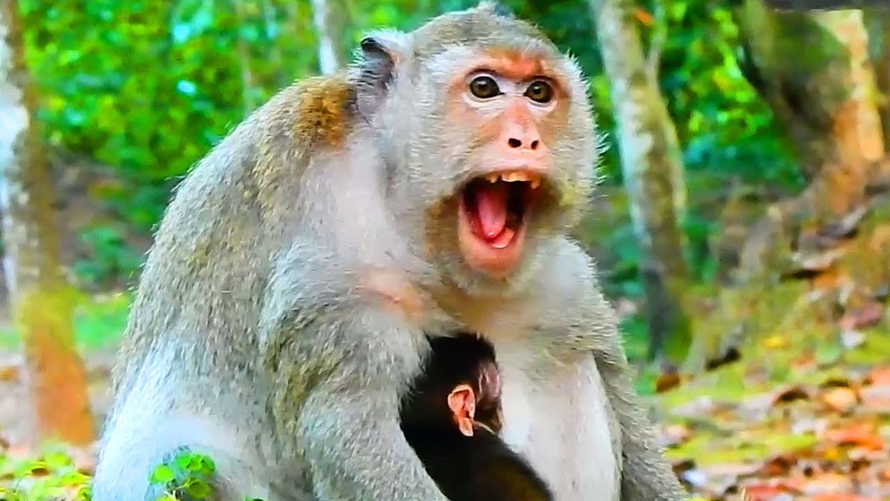 OMG! Toma Mom Monkey Is So Angry With Someone Disturbing Her Baby Tilly ...