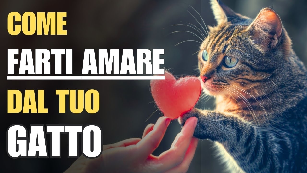 10 modi scientificamente provati per far innamorare il tuo gatto di te ...