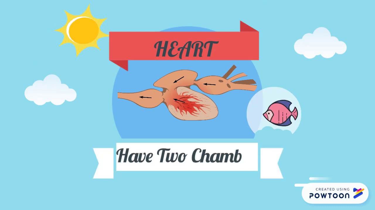 Circulatory System in Fish - YouTube