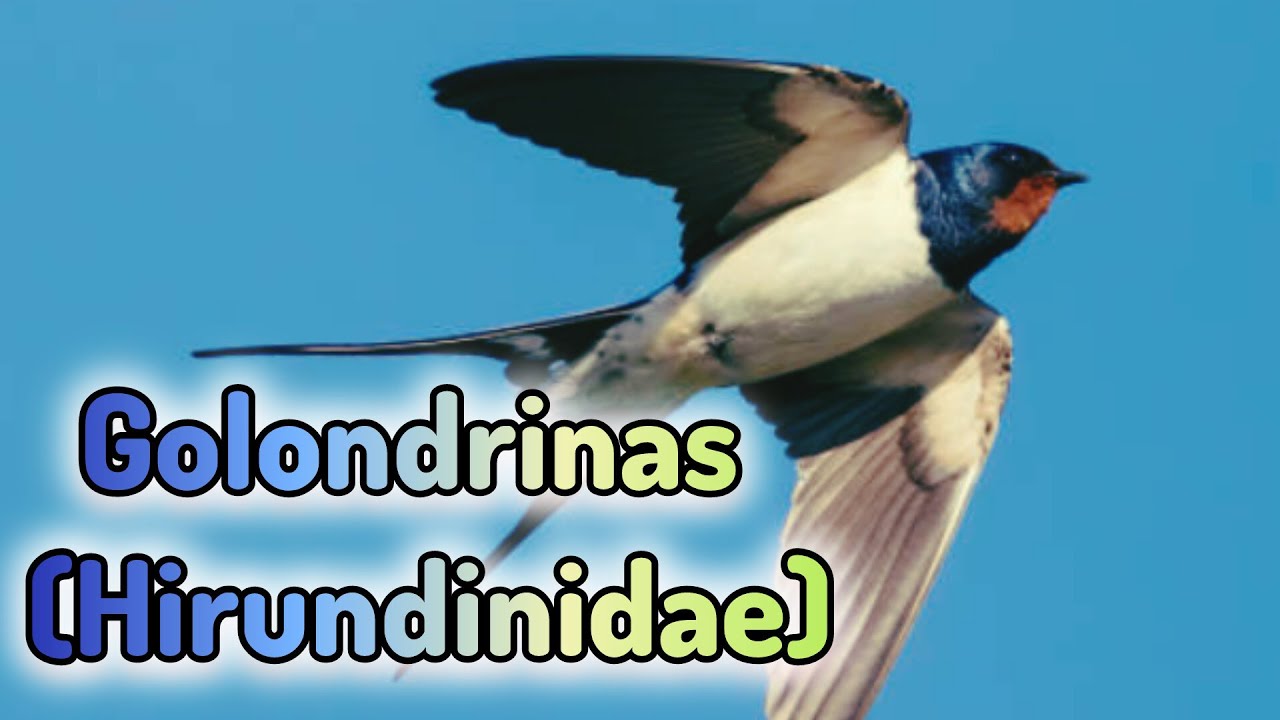 El Fascinante Mundo de las Golondrinas: Vuelos y Migraciones - YouTube