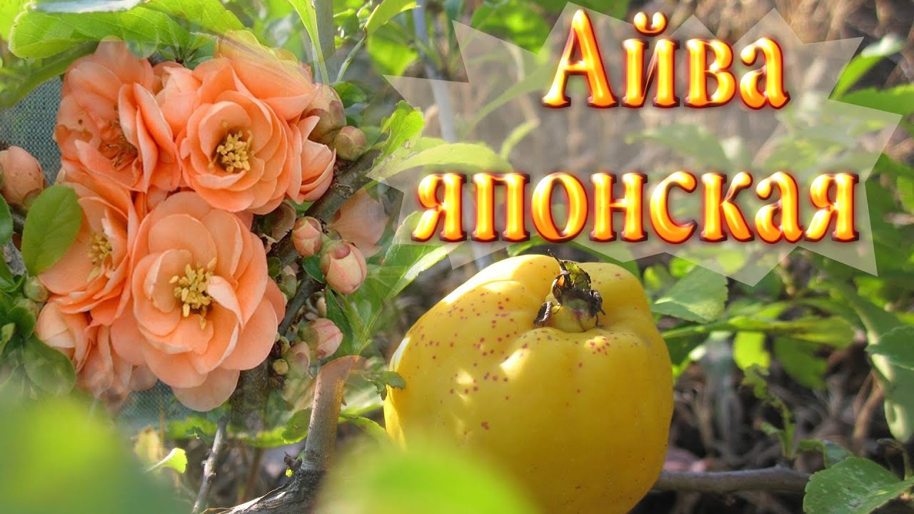 Айва японская или Хеномелес. Выращивание и применение. Наш личный опыт ...