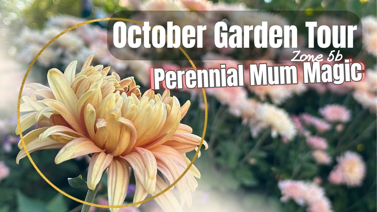October Garden Tour 🍂| Perennial Mums Show & Fall Color Shifts - YouTube