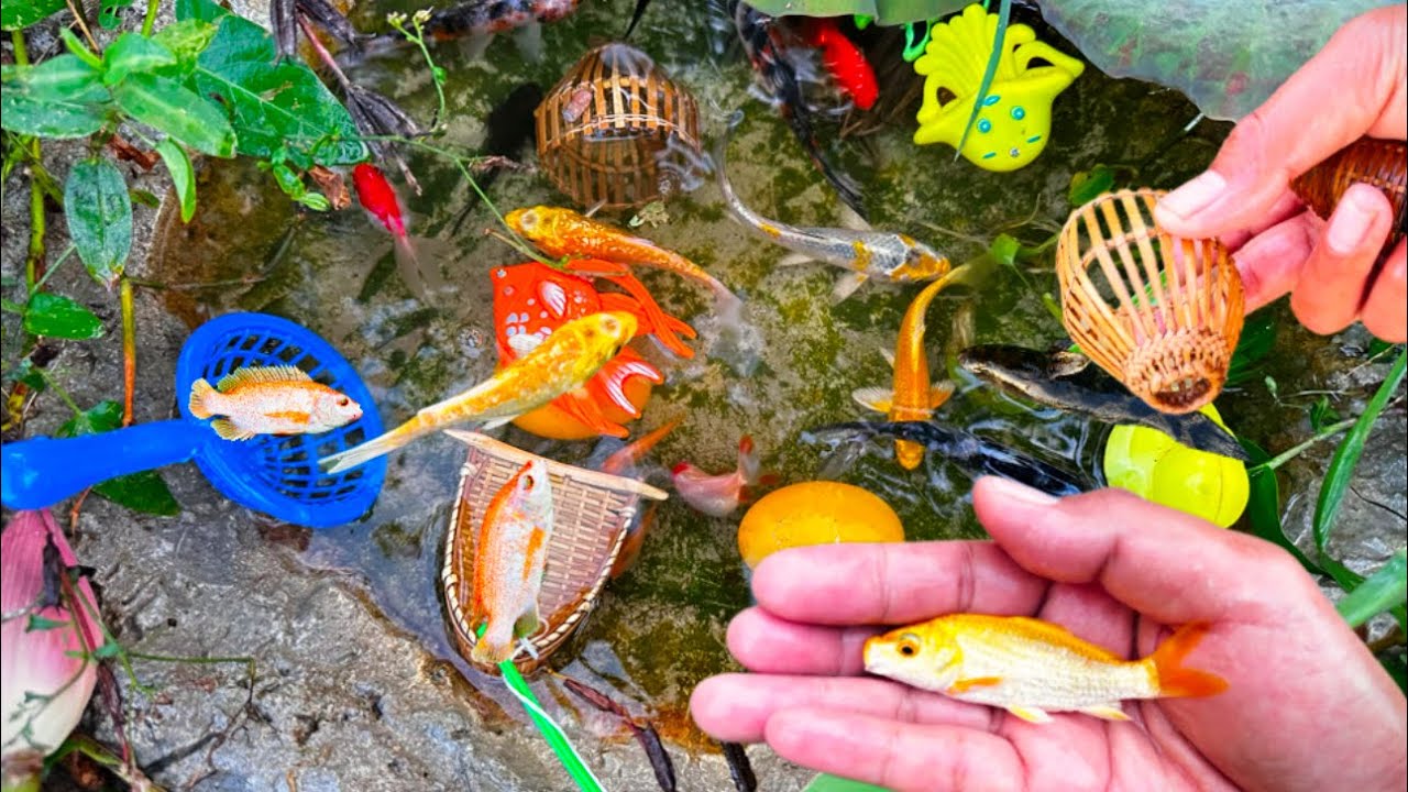 Great! Catching aquarium fish with supper eggs in the pond ,using ...