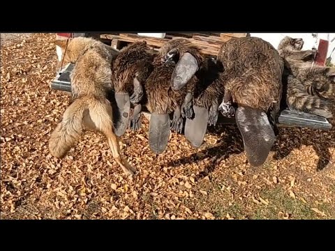 82 POUND BEAVER-LOTS OF ACTION - YouTube