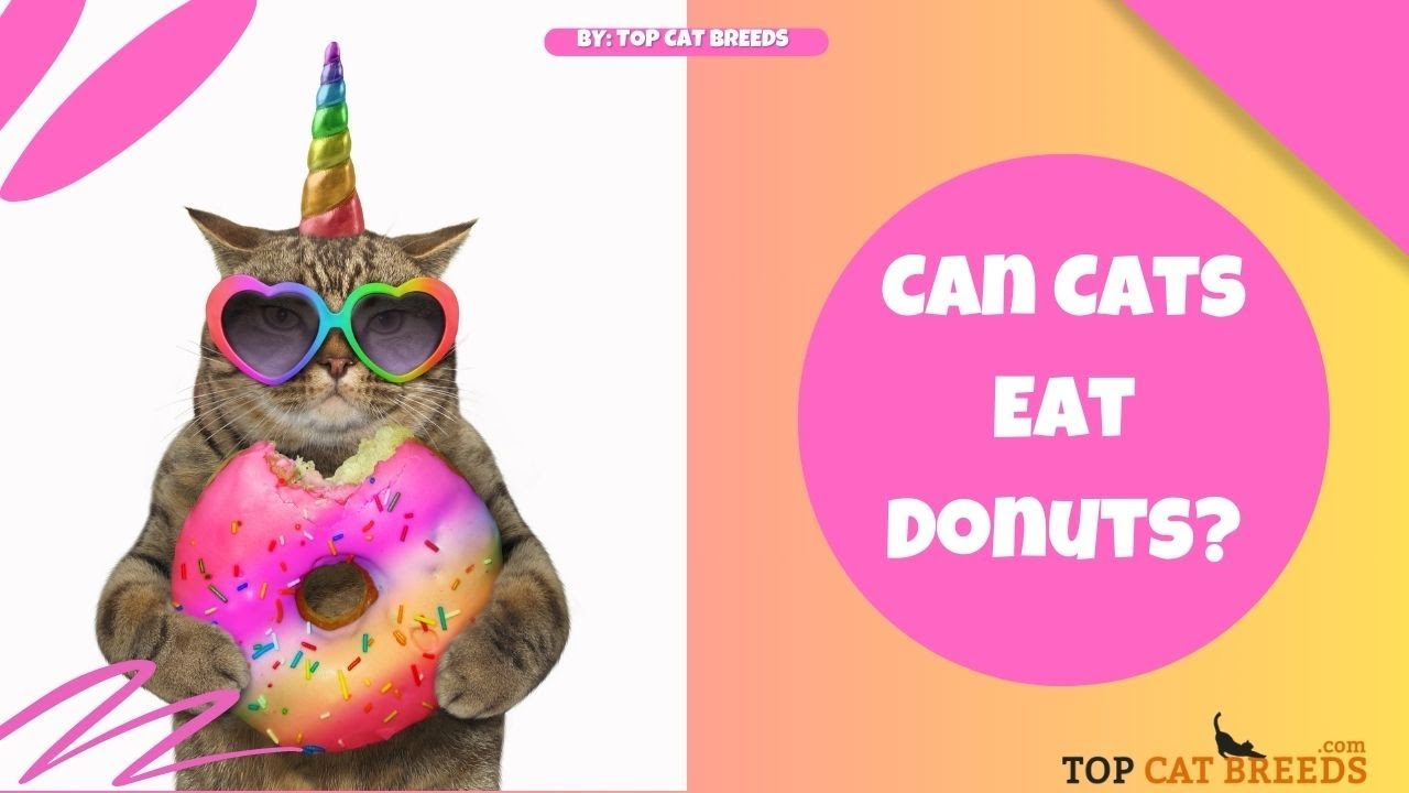 Decoding Feline Taste Buds: Can Cats Eat Donuts? | Top Cat Breeds - YouTube