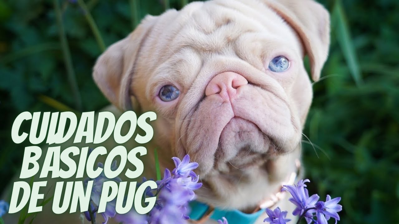 CUALES son los CUIDADOS BÁSICOS para un PERRO // COMO CUIDAR a un PERRO ...