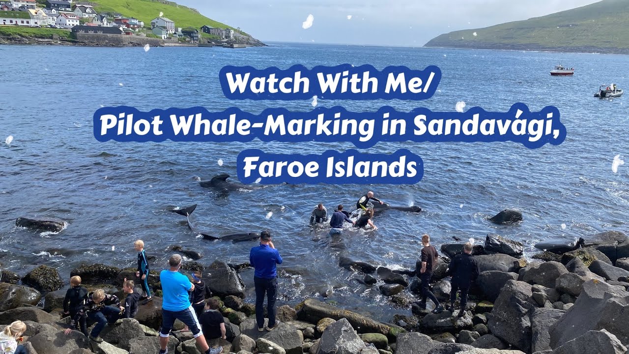 Watch With Me / Pilot Whale Marking in Sandavágur , Faroe Islands # ...