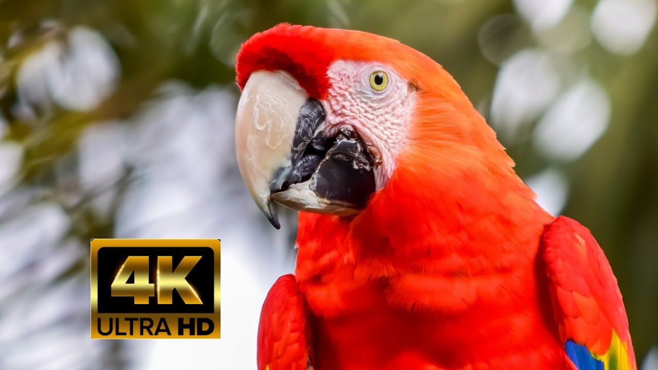Beautiful parrots in 4K | 4K Videos Ultra HD | 4K HDR - YouTube