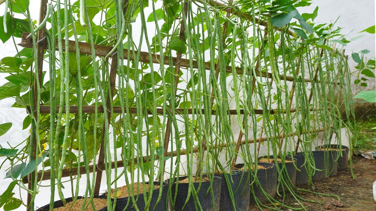 Why didn't I know it sooner? Growing extremely high yield cowpeas long ...
