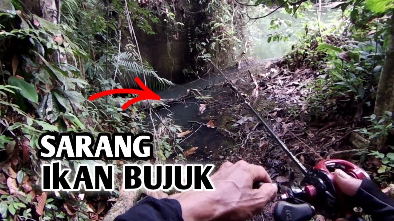 MANCING BUJUK SPOT AMAZON | BUJUK ADA TAPI PACAT LAGI BANYAK - YouTube