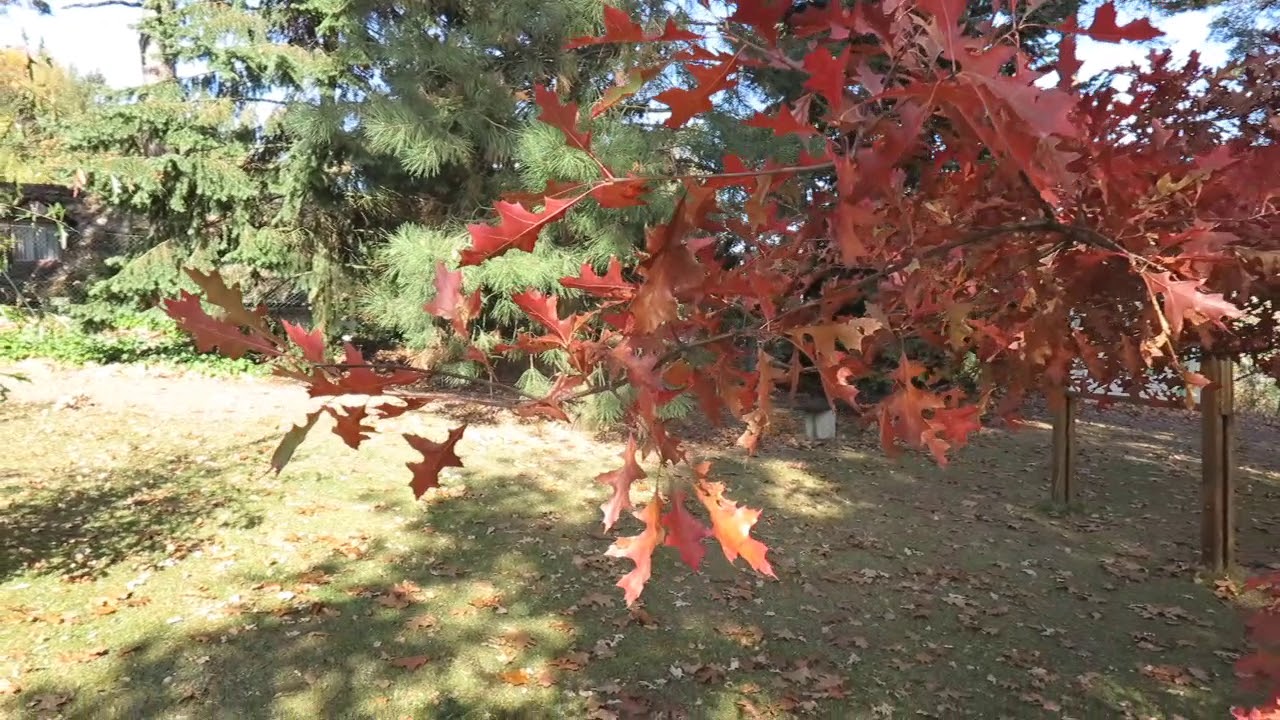 Quercus mauri sp 'mauri' kříženec dub červený x bahenní - YouTube