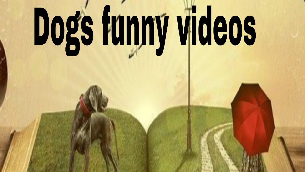 funny dog, dog doing funny things, cute dog, dog vines 2021, funniest ...