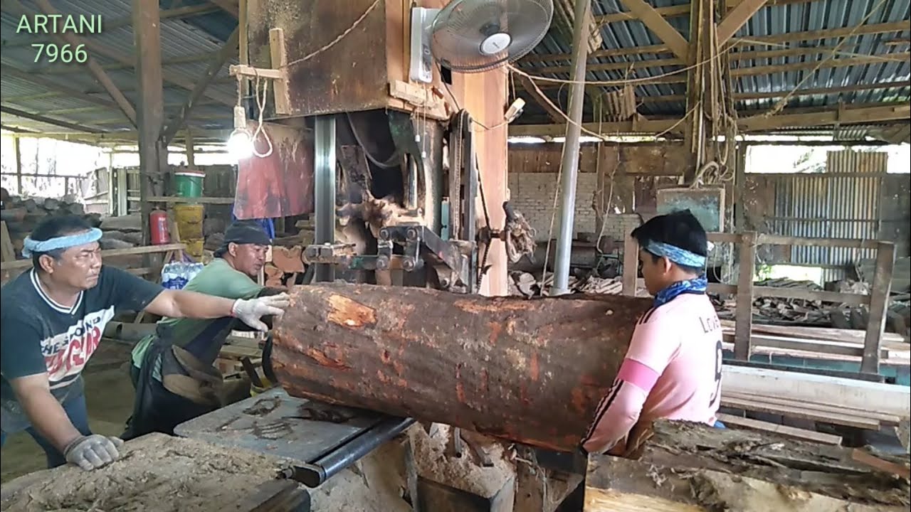 RAMBUTAN!!..PROSES PEMOTONGAN KAYU RAMBUTAN BESAR SIMAK TERUS YA GAESS ...