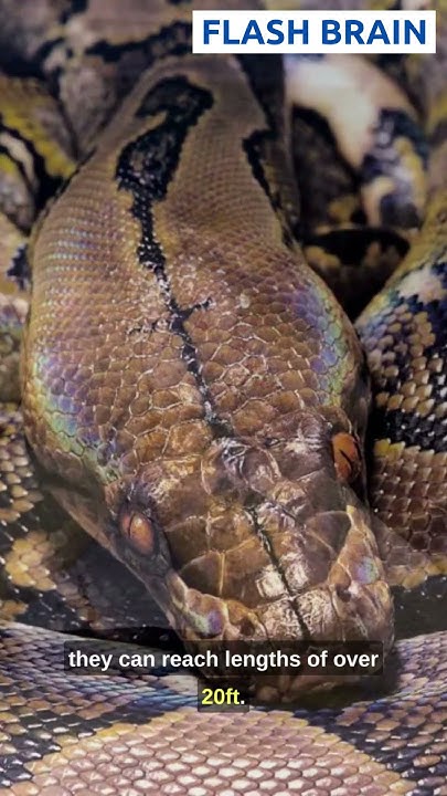 Jungle Giants: Cambodia's Enormous Reticulated Pythons - YouTube