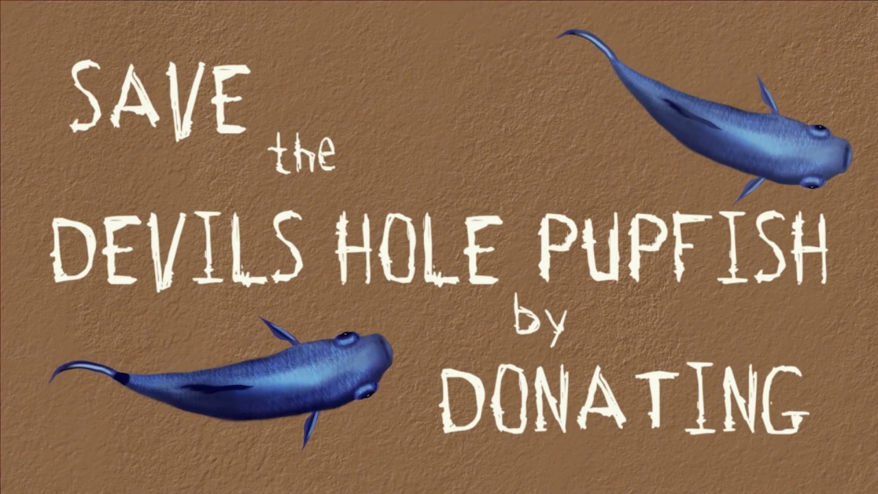 Devils Hole Pupfish - YouTube