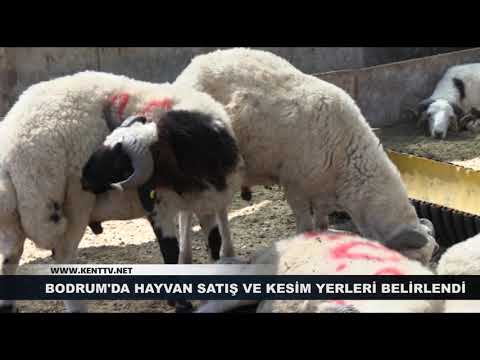 BODRUM'DA HAYVAN SATIŞ VE KESİM YERLERİ BELİRLENDİ