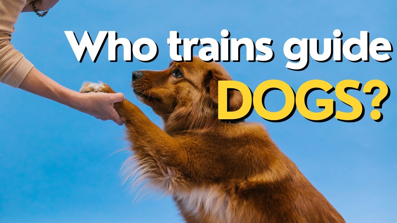 Who Trains Guide Dogs? Exploring the Dedicated Work of Guide Dog ...