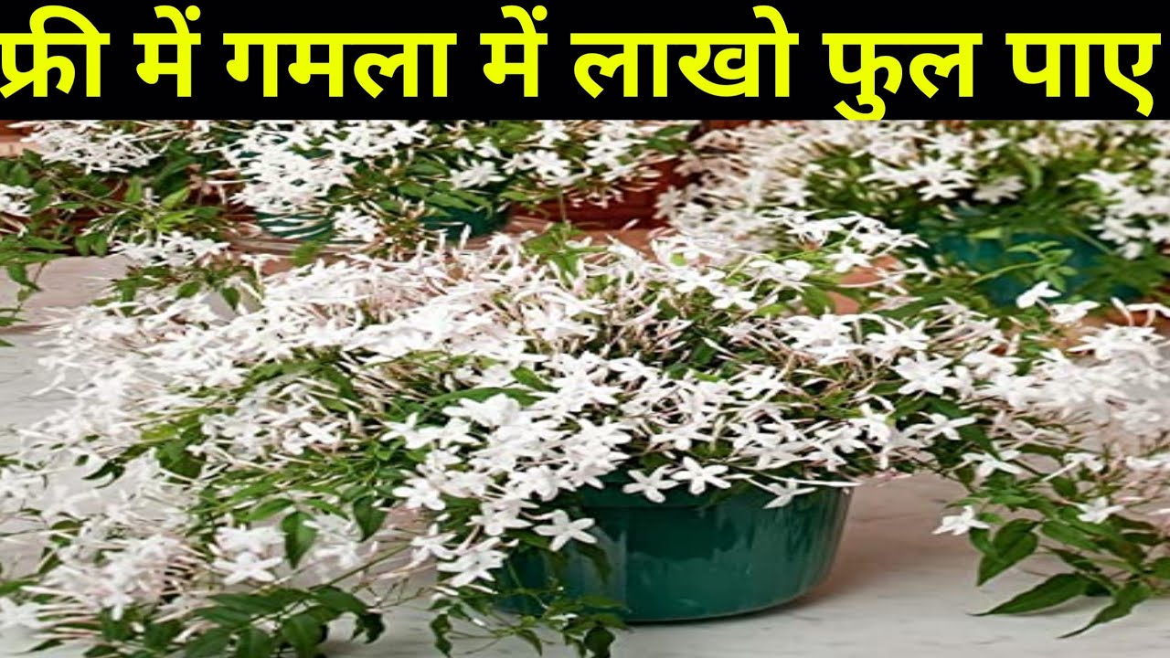 10 रू में चमेली में लाखो फुल पाए ?gardener dost,chameli ka paudha kaise ...