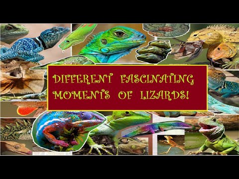 DIFFERENT FASCINATING MOMENTS OF LIZARDS! - YouTube