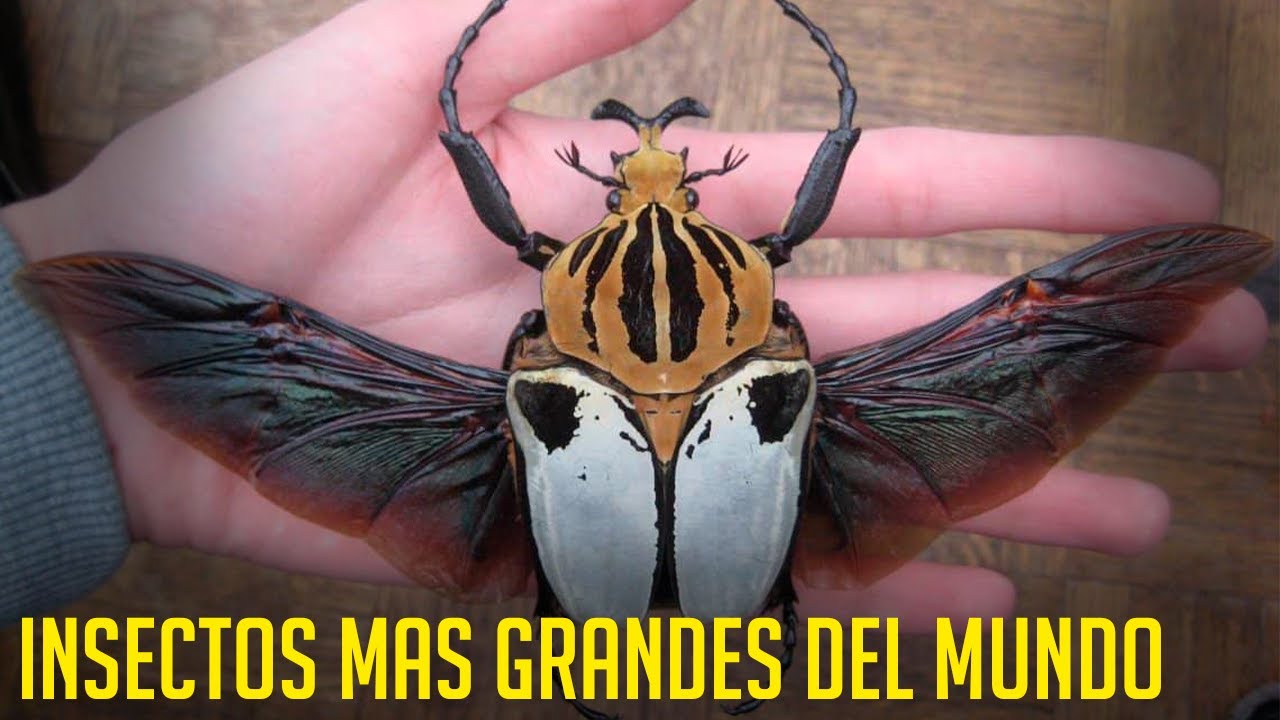 TOP 7 Insectos mas grandes del Mundo - YouTube