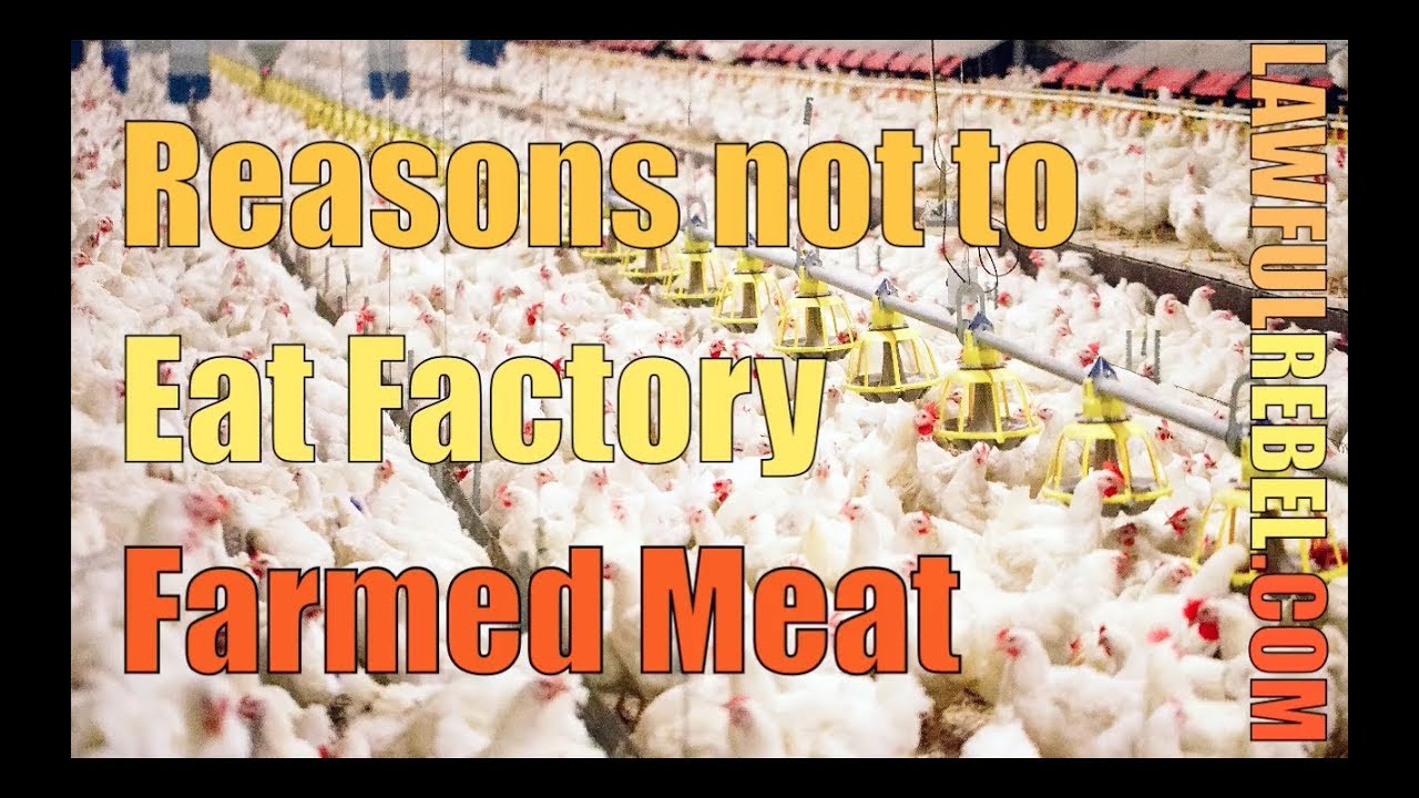 Reasons not to eat factory farmed meat - YouTube
