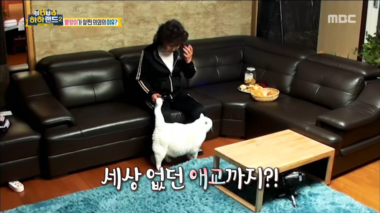 [Haha Land 2] 하하랜드2 -A cat who is charming to eat 20180502 - YouTube
