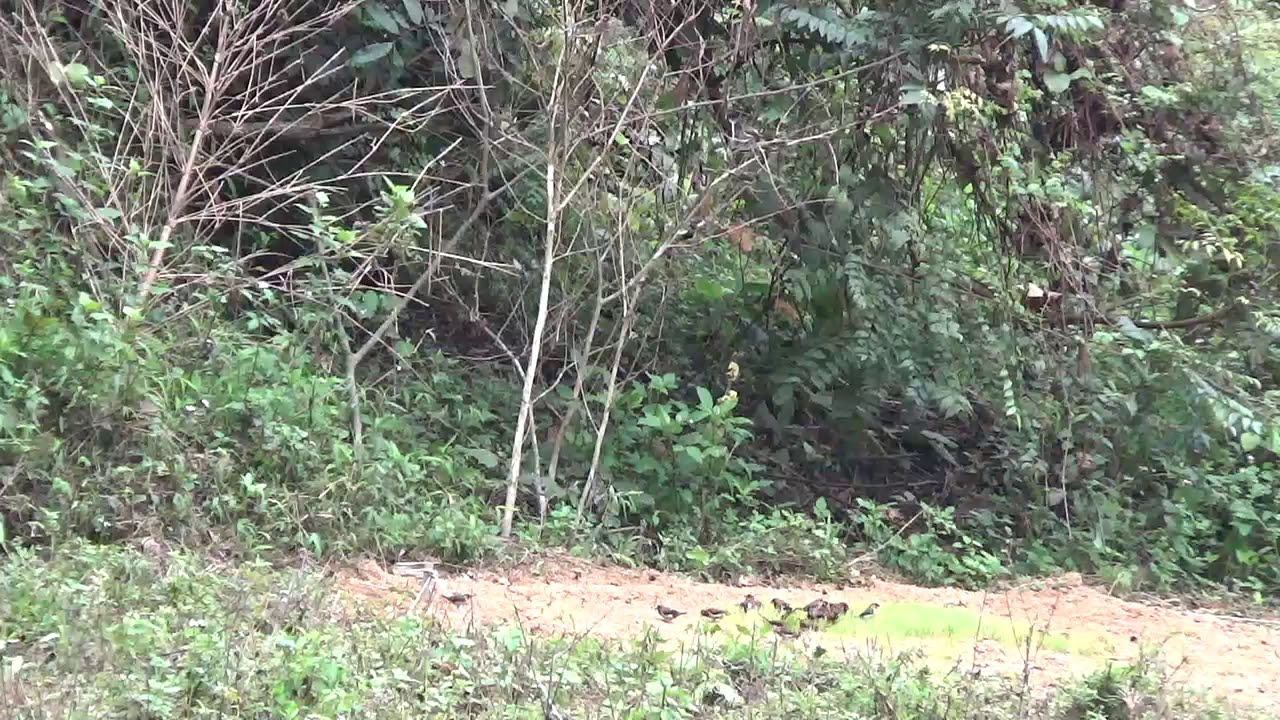 BẪY CHIM RI 19-02-2020 - YouTube