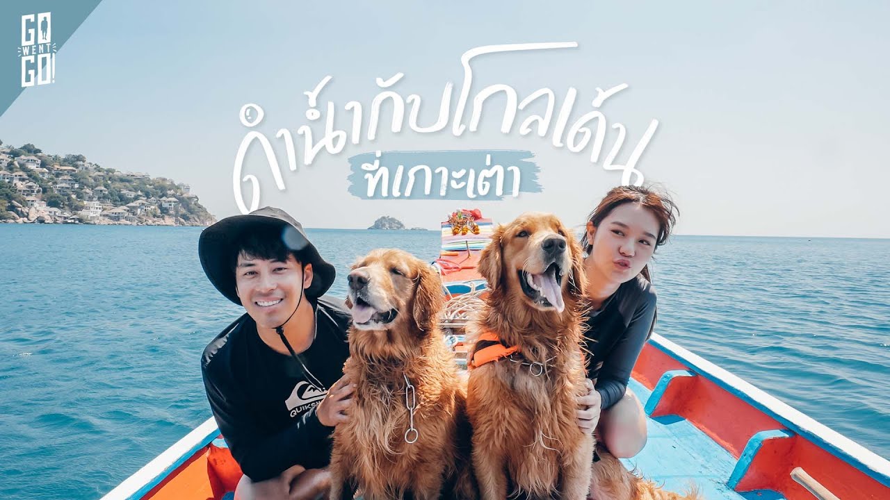 หมาโกลเด้น พาทัวร์ ดำน้ำตื้นเกาะเต่า แค่คนละ 625 บาท | VLOG | Gowentgo ...