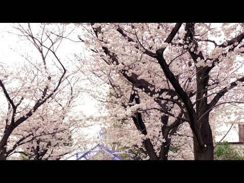 Tokyo cherry blossoms 🌸 The most beautiful sakura flowers 🌸