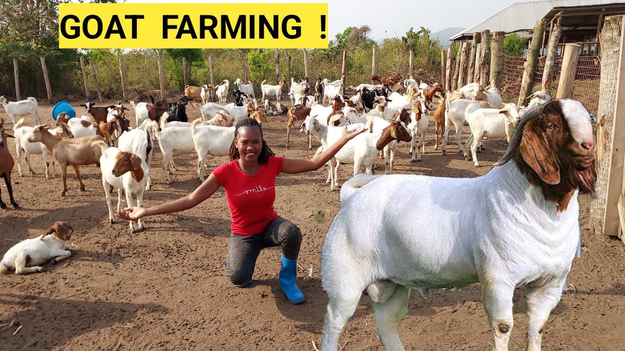 What You MUST Know Before Starting That GOAT Farm Business! | 2023 ...