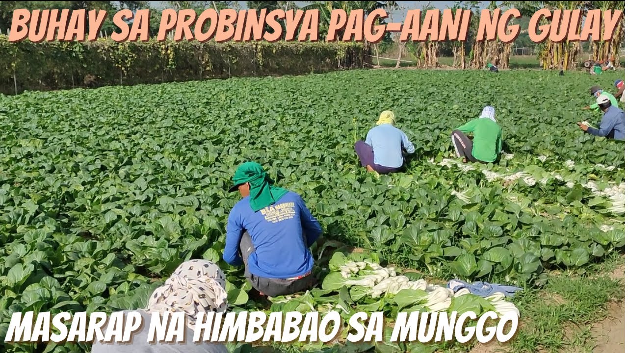 BUHAY PROBINSYA PAG- AANI NG GULAY - YouTube