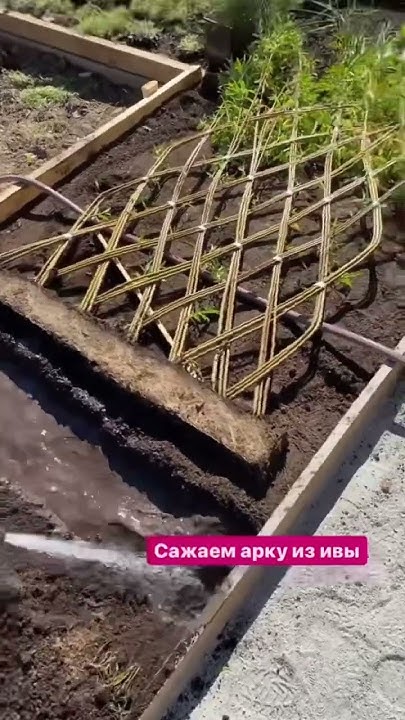 КРАСИВАЯ ЗЕЛЕНАЯ АРКА ЗА ДВА ГОДА 💚 - YouTube