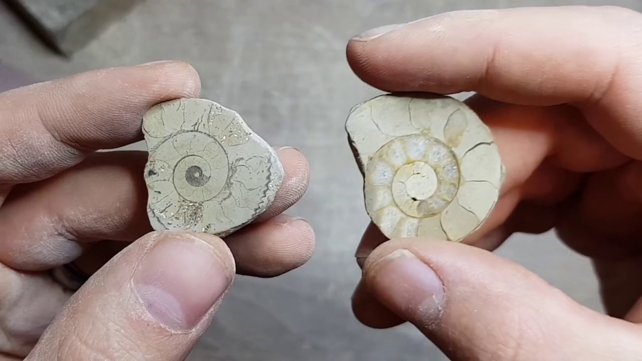 Couper une ammonite en 2 - YouTube