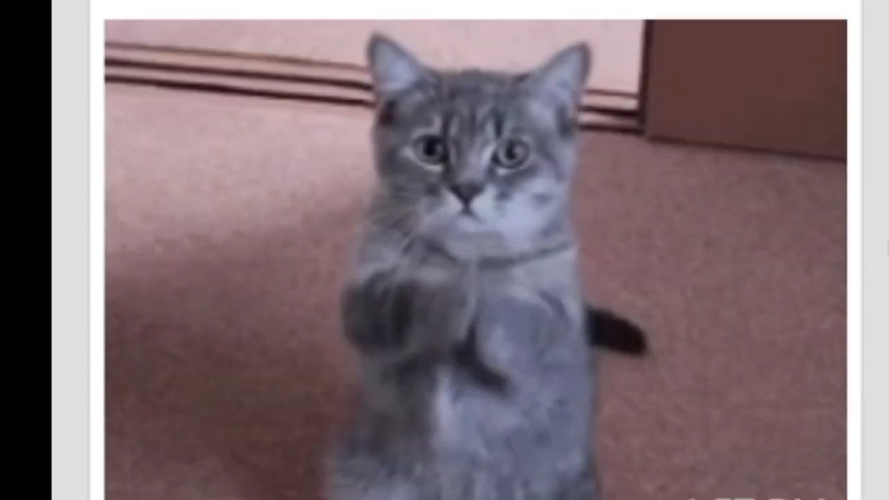 Cute Vedio 1 Youtube