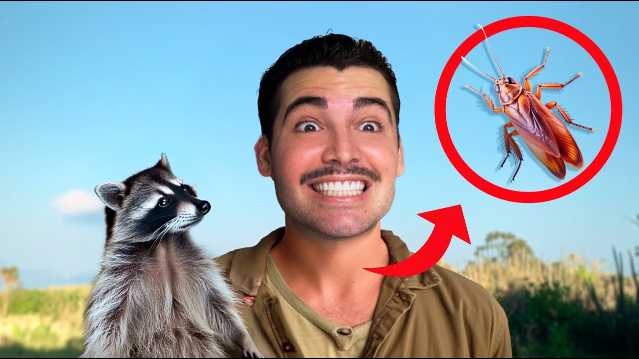 Mi Mapache prueba cucarachas por primera vez - YouTube