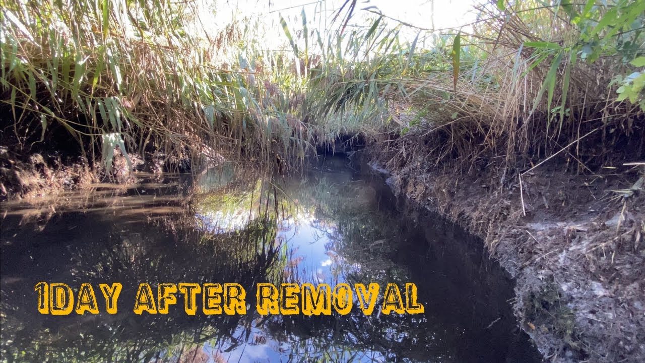 2nd Day After Deadly Beaver Dam Removal. DRONE FOOTAGE. - YouTube