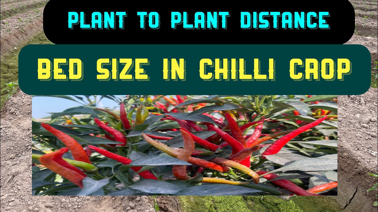 Bed size furrow size and plant to plant distance in Chilli crop and ...