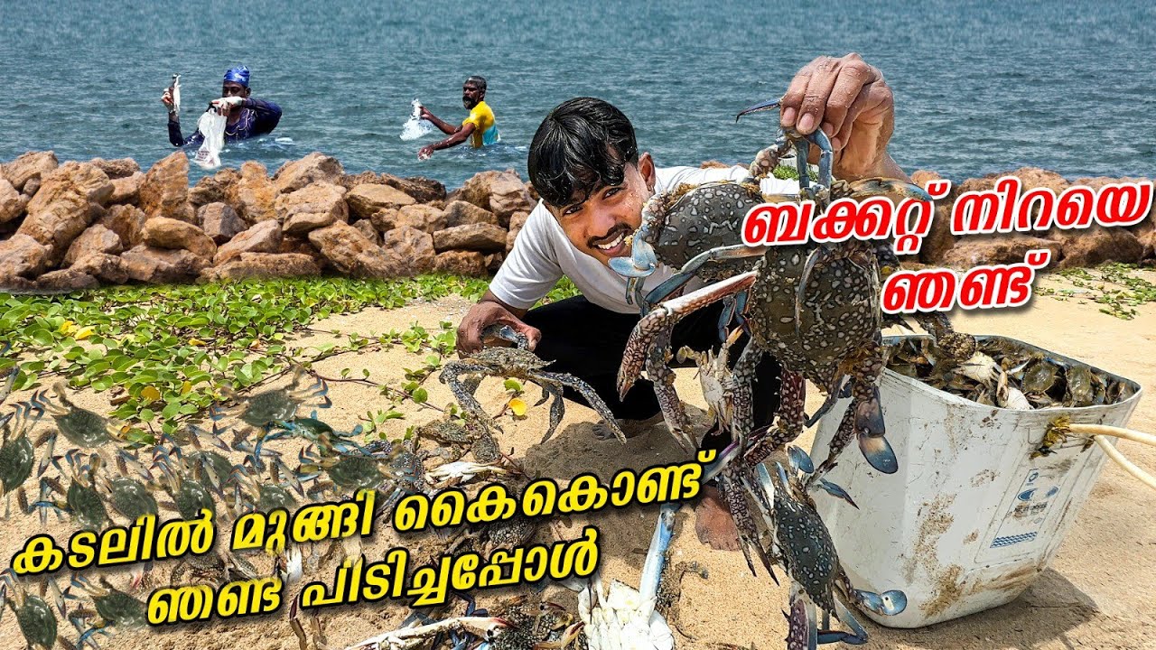 കടലിൽ കൈകൊണ്ടു മുങ്ങി ബക്കറ്റ് നിറയെ ഞണ്ട്പിടിച്ചപ്പോൾ Crab Chakara In The Sea Youtube