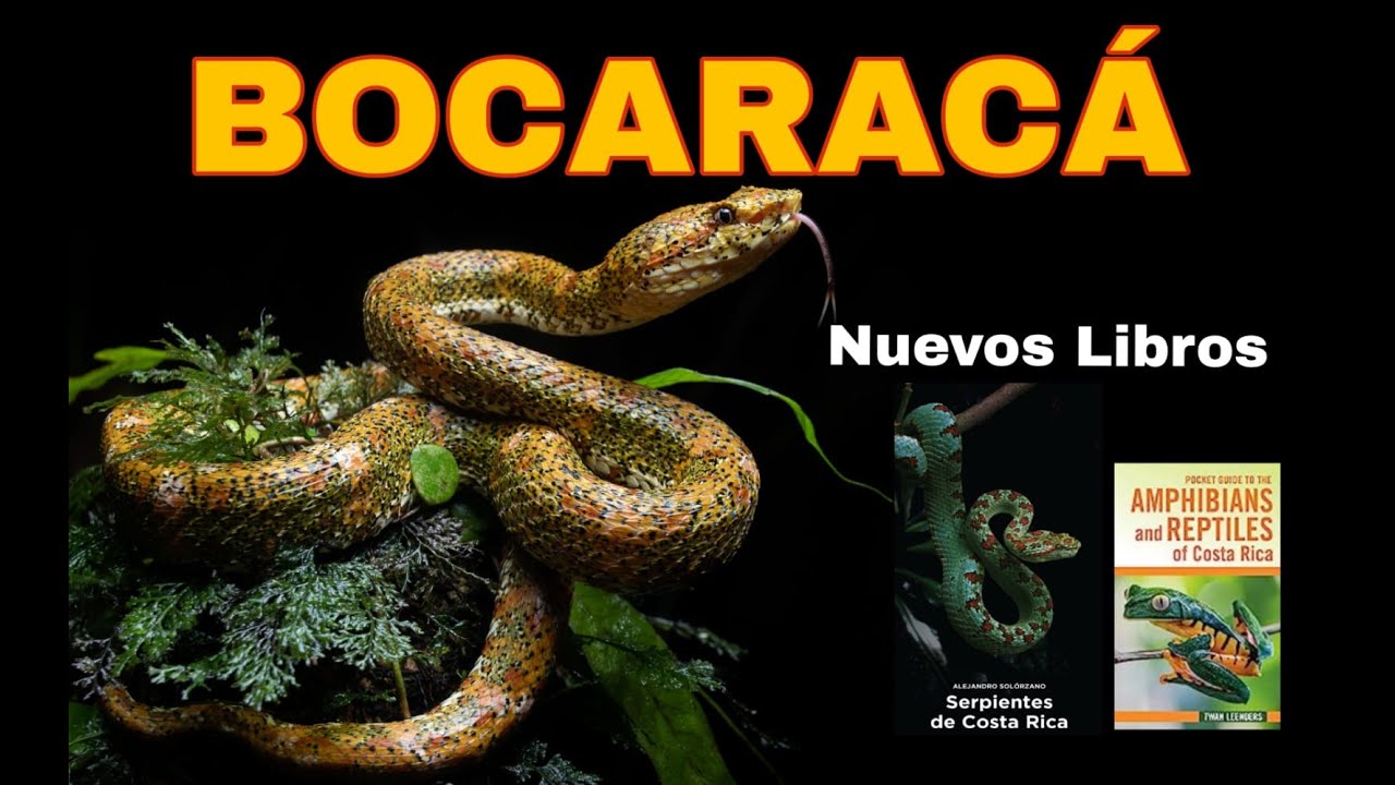 La Bocaracá o Víbora de Pestañas (Bothriechis schlegelii) Serpientes de ...