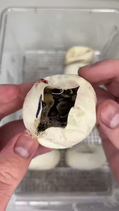 Cutting Open Python Eggs! *BABY SNAKES* #shorts #animals #reptiles #snakes #baby - YouTube