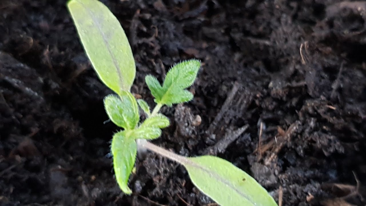 Seedlings from fresh Supermarket Tomatoes: burying them deep for strong root systems. - YouTube