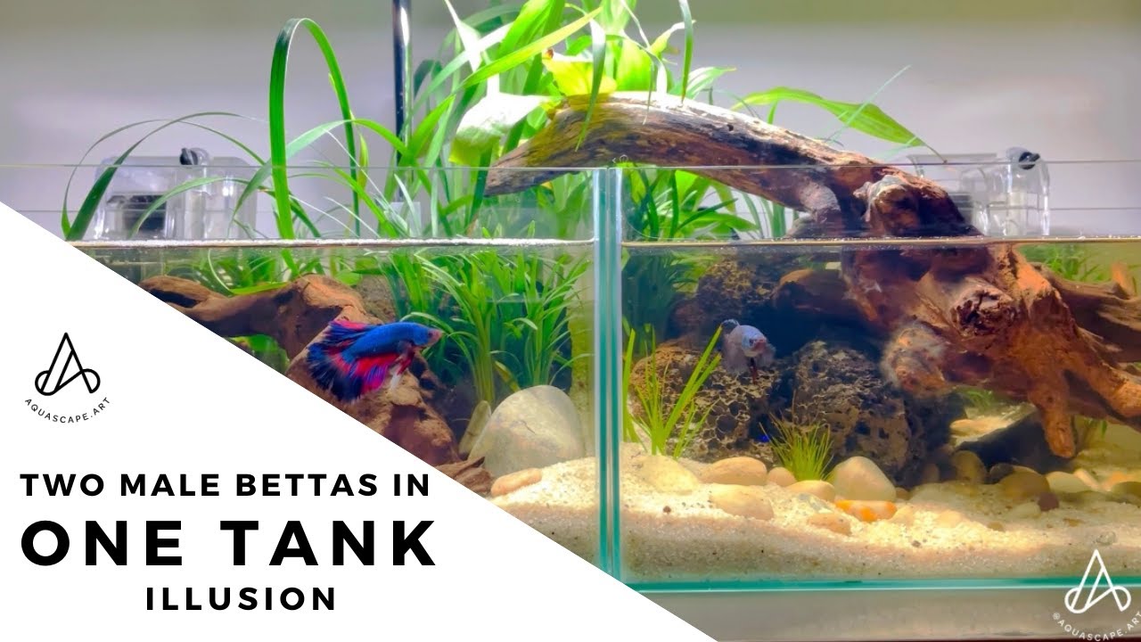 Betta ‘Twin Scape’ aquascape ideas - illussion of 2 bettas in a tank ...
